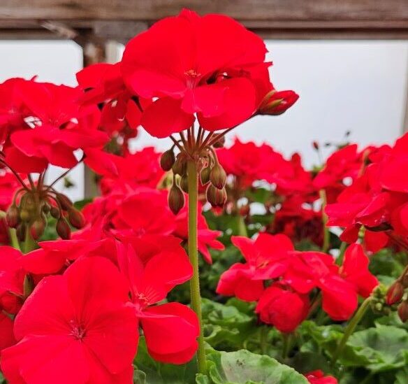 Geranium double Rocky Mountain Dark Red - Boutique en ligne - Les ...