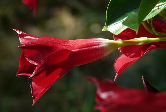 Mandevilla Scarlet - Boutique en ligne - Les Serres Du Mont Inc.