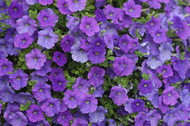 Petunia Ray Classic Blue - Boutique en ligne - Les Serres Du Mont Inc.