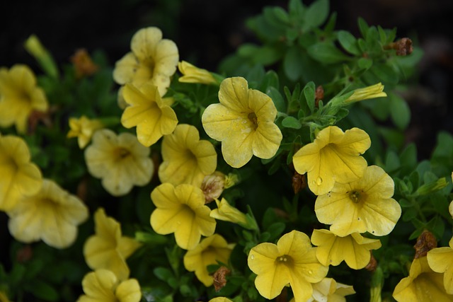 Petunia Supercal Petchoa Caliburst Yellow - Boutique en ligne - Les ...